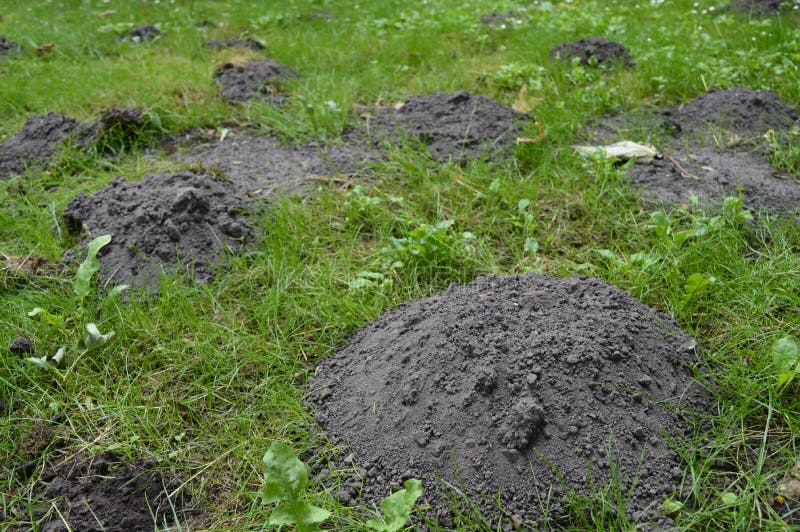 Mol bovenop een molshoop stock foto. Image of aarde - 124491004