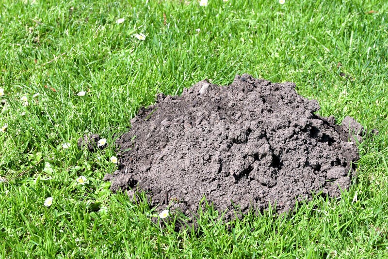 Molshoop Dichte Omhooggaand in Groen Gras Stock Foto - Image of vijand ...