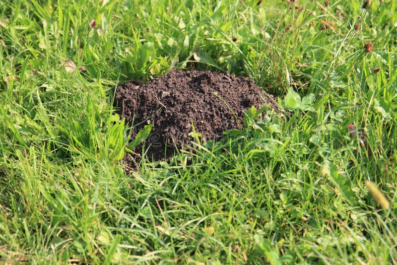 Molshoop in Het Groene Gras Stock Afbeelding - Image of uitgegraven ...