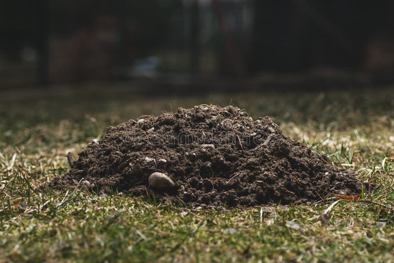 Molshoop in Tuin, Dierlijke Activiteit in Tuin Stock Foto - Image of ...