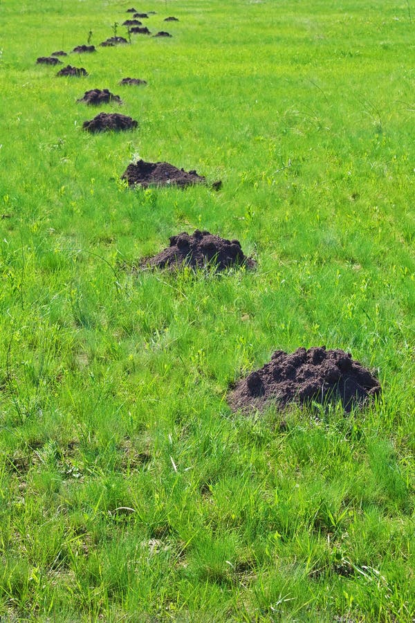 Mierenhopen in een rij stock foto. Image of gras, schade - 14045862