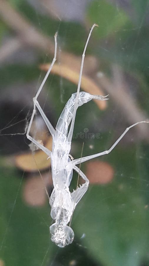 Molt ant stock photo. Image of human, insect, wings, molt - 82291970