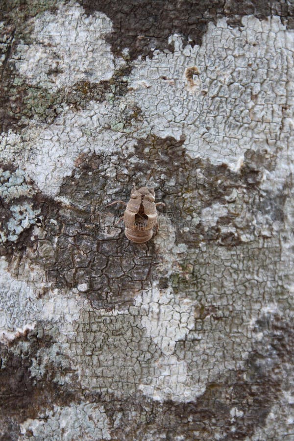 Molt shell of cicada stock image. Image of molting, molt - 74396567