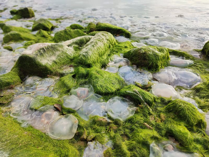 Molte Meduse Morte E Alghe Verdi Sulla Spiaggia Immagine Stock ...