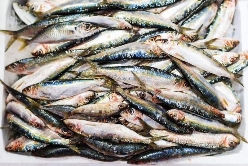 Molti Pesci Della Sardina In Acqua Blu Foto Subacquea Dei Pesci Di Mare ...