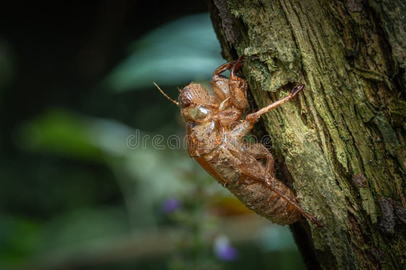 A Molted Cicada Shell on a Tree Trunk Stock Photo - Image of body, skin ...