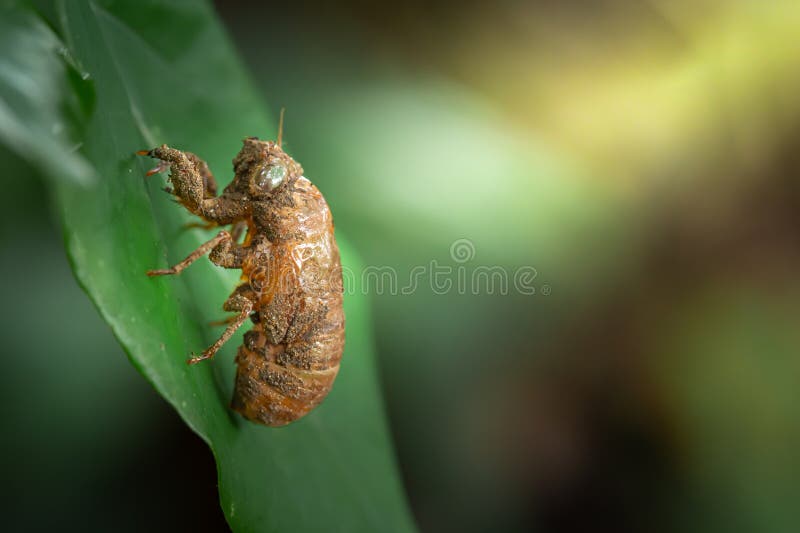 A Molted Cicada Shell on a Tree Trunk Stock Image - Image of natural ...