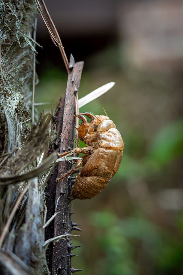 A Molted Cicada Shell on a Tree Trunk Stock Image - Image of ...