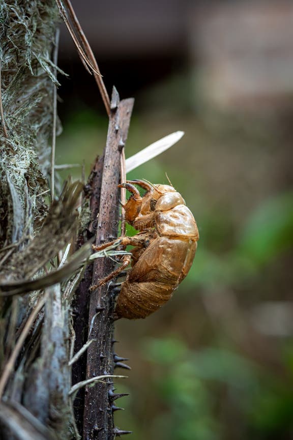 A Molted Cicada Shell on a Tree Trunk Stock Image - Image of ...