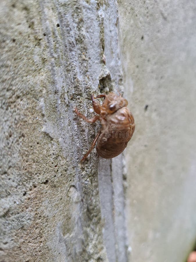 Molted Common Cicada Bug Shell Clinging Onto Wall Stock Photo - Image ...