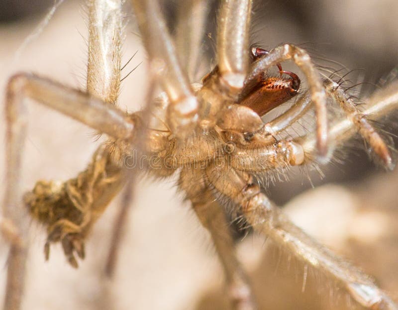 Molted Exoskeleton Spider Skin Stock Photo - Image of detail, spider ...