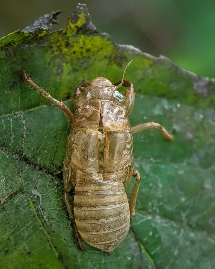 Beetle Scars Stock Photos - Free & Royalty-Free Stock Photos from ...