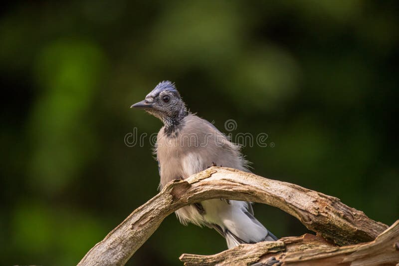Molting Blue Jay on a Perch in Summer Stock Photo - Image of summer ...