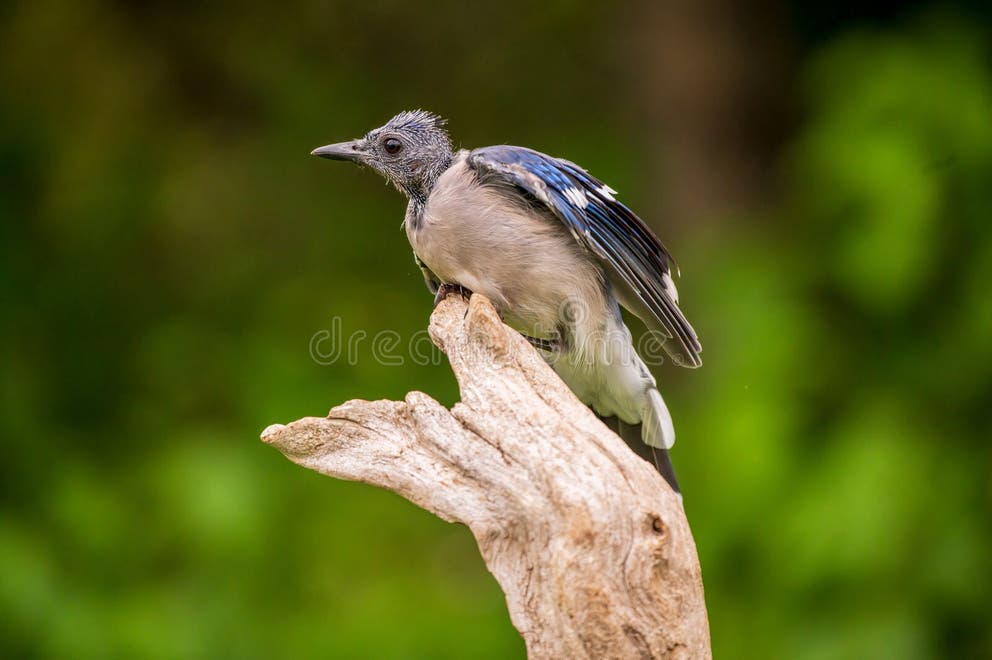 Molting Blue Jay Perched in Summer Stock Photo - Image of flower, green ...