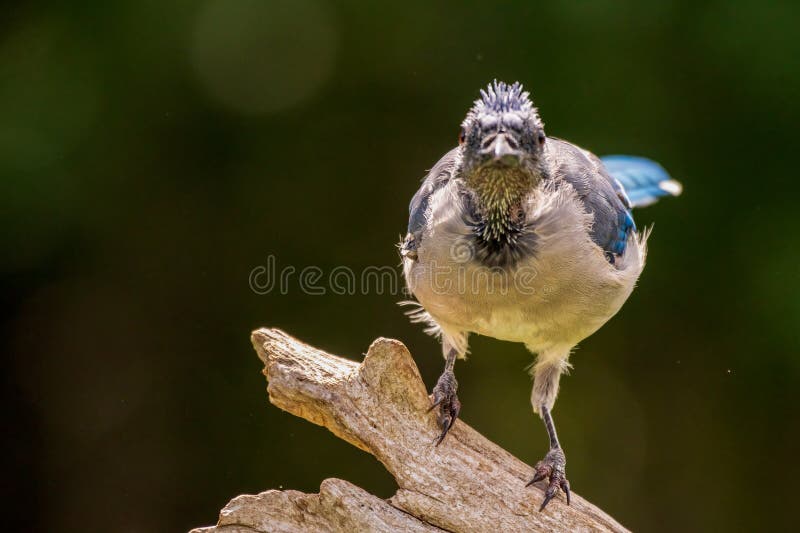Molting Blue Jay in Summer stock image. Image of beak - 287201261