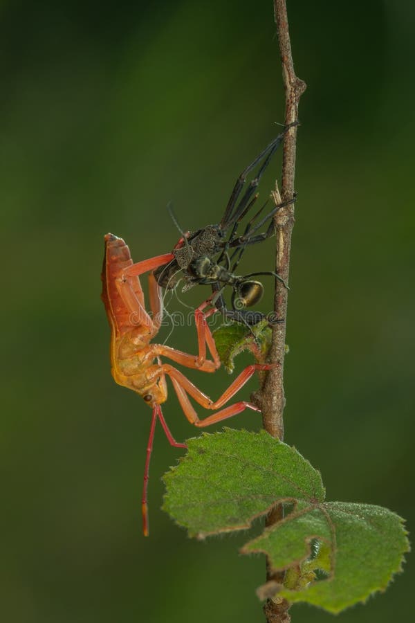 921 Bug Molting Stock Photos - Free & Royalty-Free Stock Photos from ...