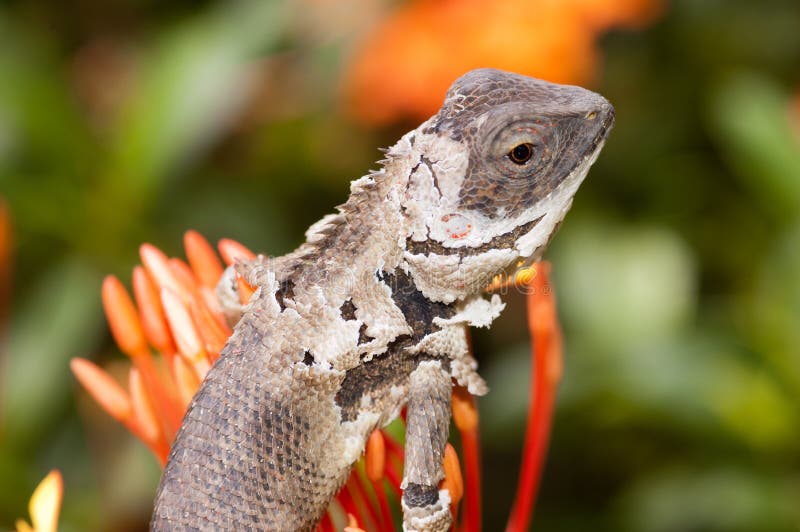 Molting chameleon stock photo. Image of animal, house - 22461220