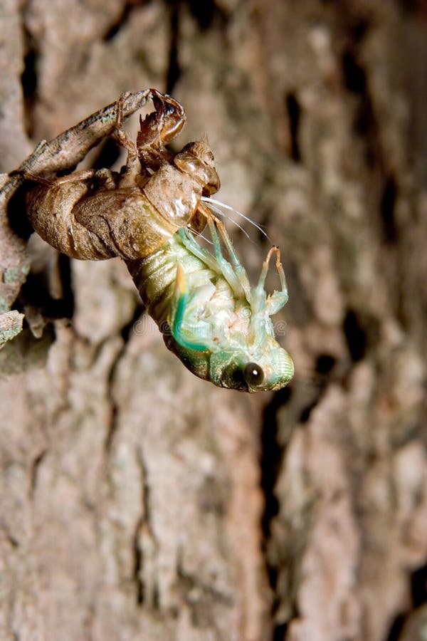 Molting Cicada stock image. Image of insect, invertebrates - 1235119