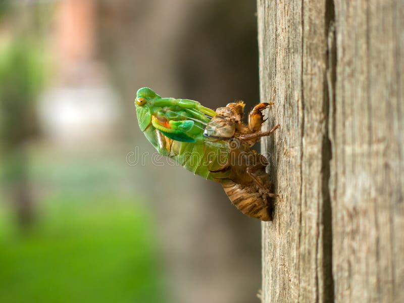 Molting Cicada stock image. Image of insect, invertebrates - 1235119