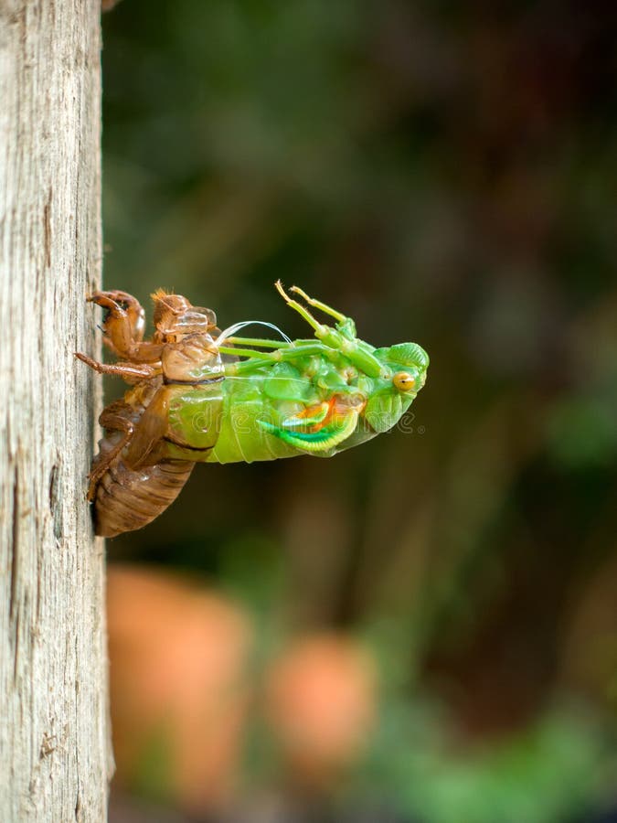 Molting Cicada stock photo. Image of insect, cicadoidea - 93379898