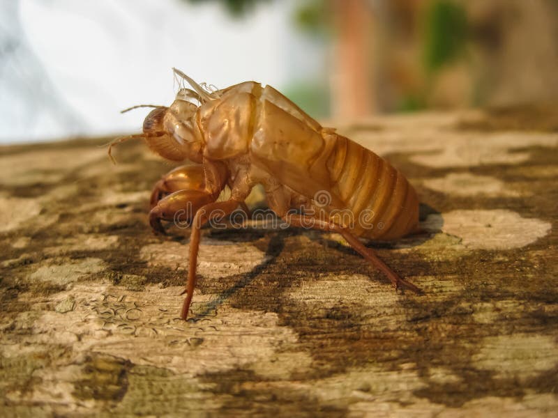 Molting Shell Of Dragonfly Larvae Stock Photo - Image of insects ...