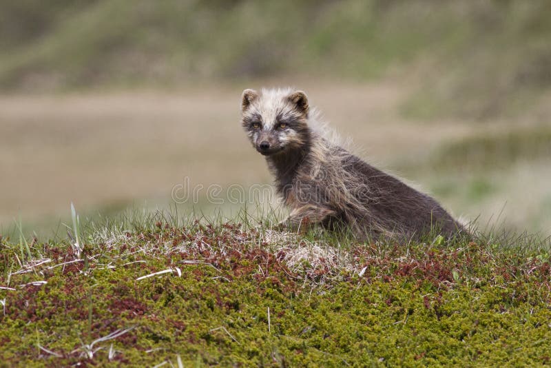 Molting Commanders Blue Arctic Fox Sitting among the Hills of Th Stock ...