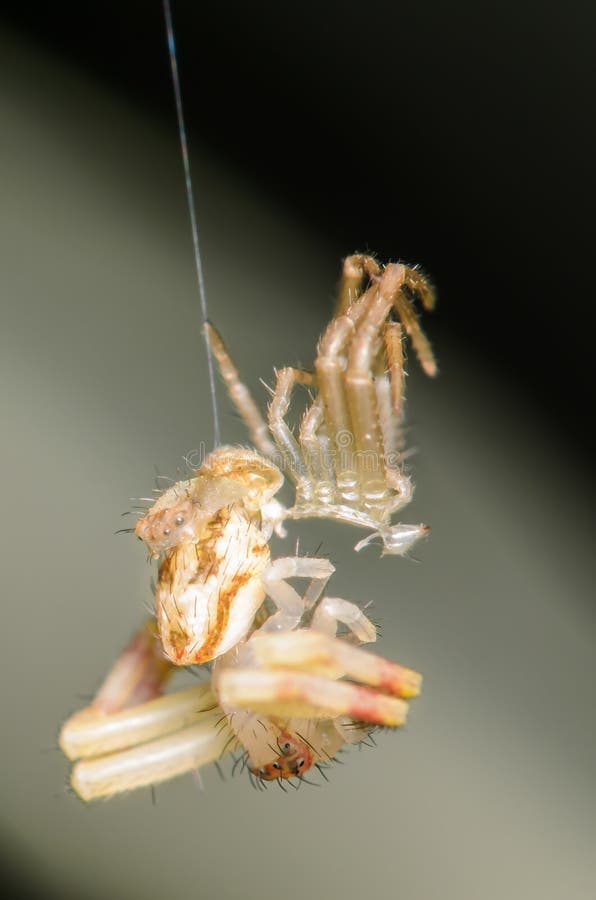 Molting spider stock photo. Image of wildlife, molting - 13021228