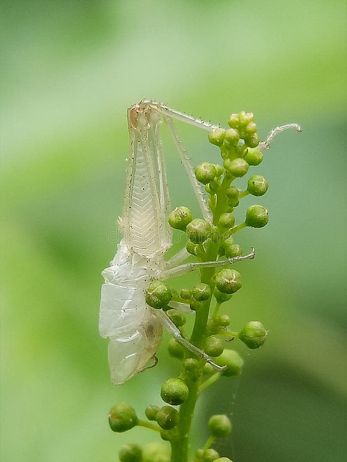Molting of Insect upon the Flower Stock Image - Image of shrub, green ...
