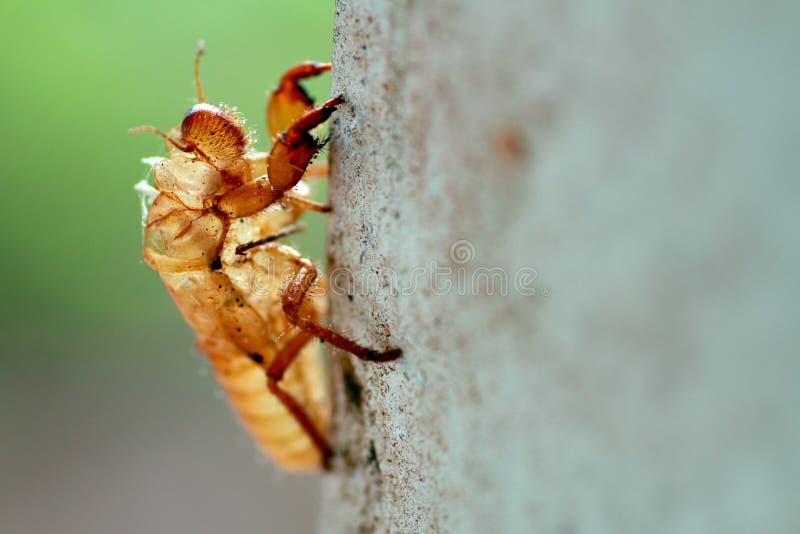 Ants stock photo. Image of family, team, insects, productive - 4686328