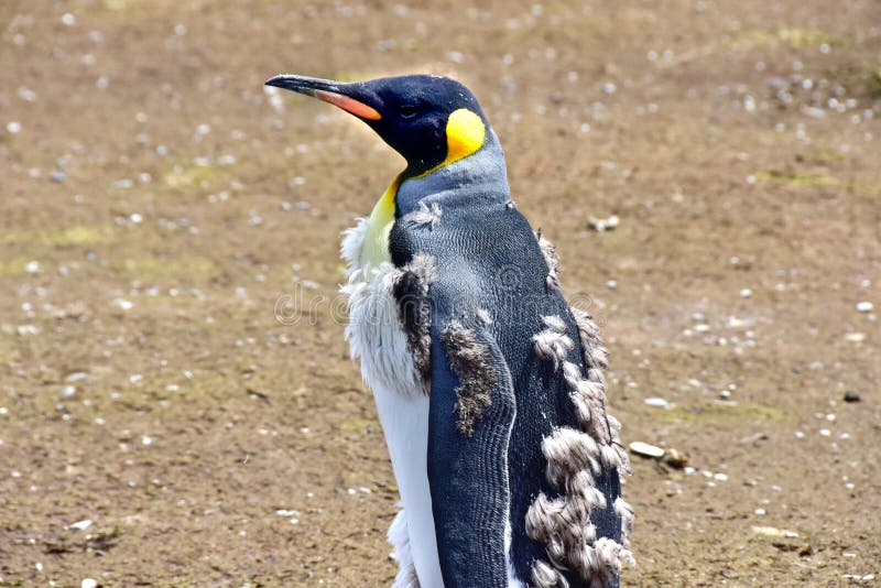 Profile of a Molting Juvenile Penguin Stock Image - Image of green ...