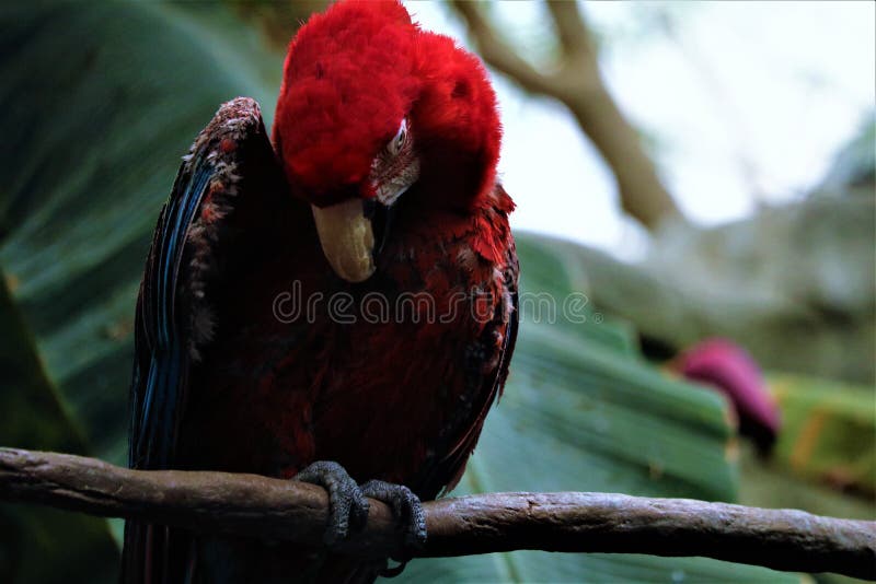 413 Molting Blue Stock Photos - Free & Royalty-Free Stock Photos from ...