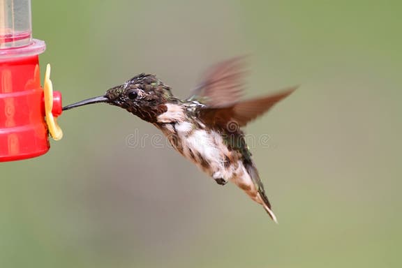 Molting Male Ruby-throated Hummingbird Stock Image - Image of male ...