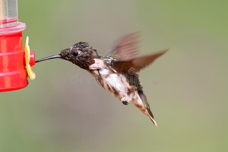 Molting Male Ruby-throated Hummingbird Stock Image - Image of male ...