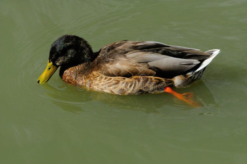 Molting Mallard Duck Drake stock photo. Image of wildlife - 54952274