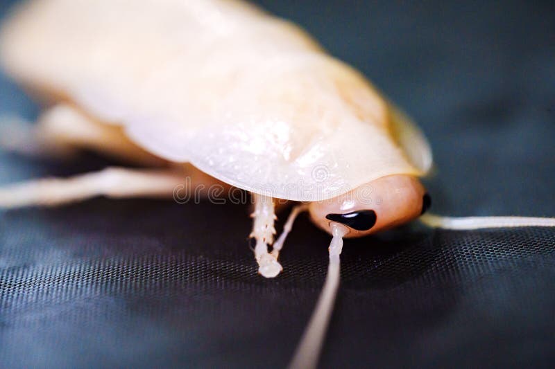 The Molting Process of the Madagascar Cockroach on a Black Background ...