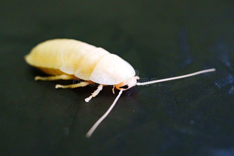The Molting Process of the Madagascar Cockroach on a Black Background ...