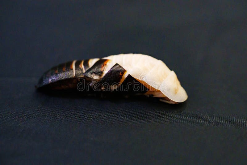 The Molting Process of the Madagascar Cockroach on a Black Background ...