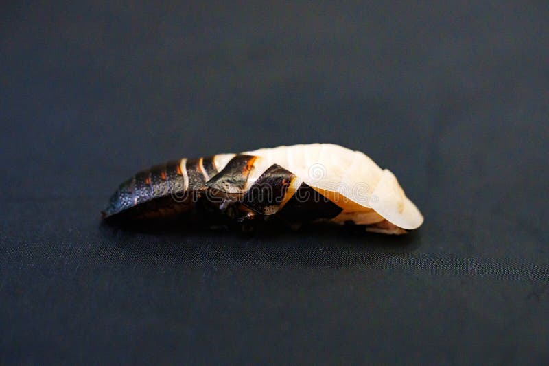 The Molting Process of the Madagascar Cockroach on a Black Background ...