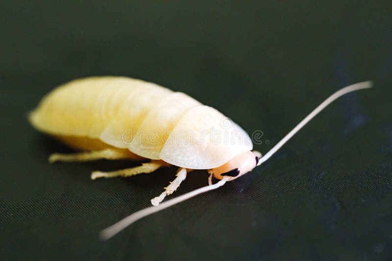 The Molting Process of the Madagascar Cockroach on a Black Background ...