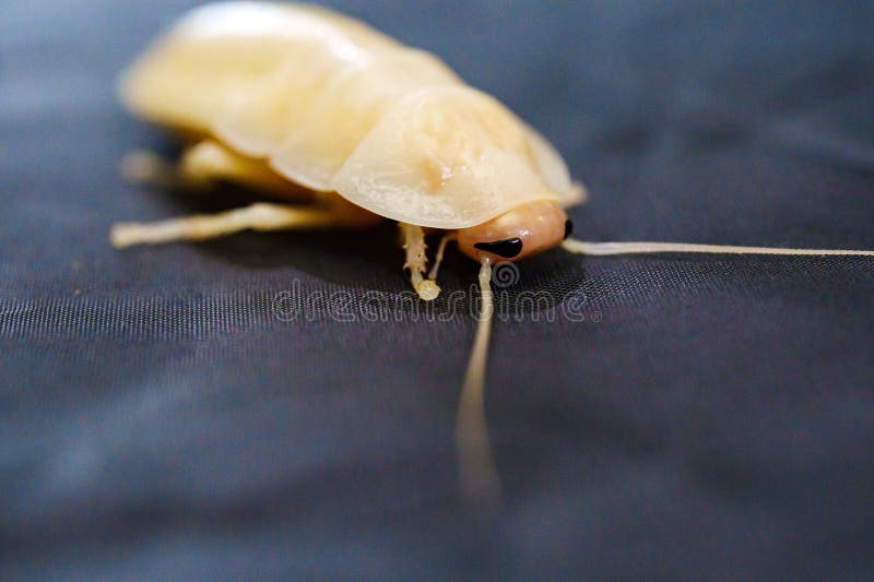 The Molting Process of the Madagascar Cockroach on a Black Background ...