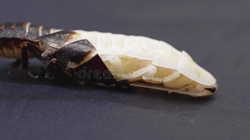 The Molting Process of the Madagascar Cockroach. Stock Video - Video of ...