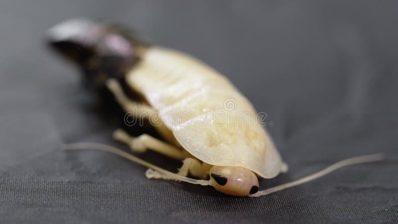 The Molting Process of the Madagascar Cockroach. Stock Video - Video of ...