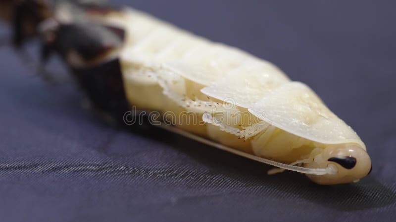 The Molting Process of the Madagascar Cockroach. Stock Video - Video of ...