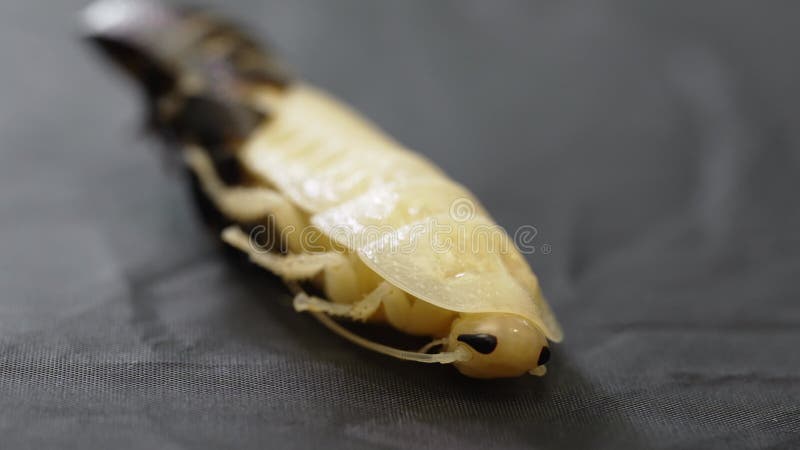 The Molting Process of the Madagascar Cockroach. Stock Video - Video of ...