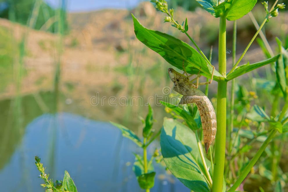Molting Shell of Dragonfly Larvae Stock Photo - Image of insect ...