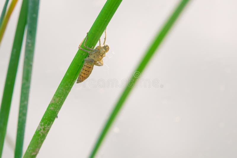 Dragonfly larvae stock photo. Image of animal, funny - 15210196