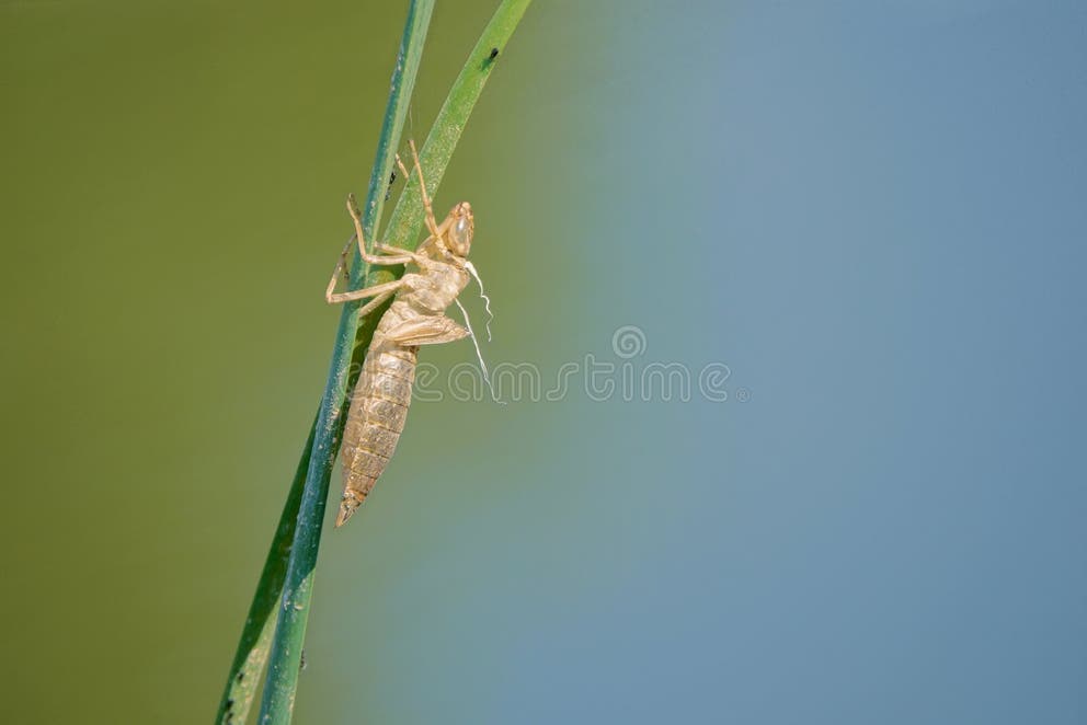 Molting Shell of Dragonfly Larvae Stock Photo - Image of insects ...