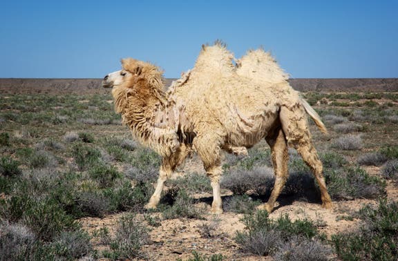 Molting White Bactrian Camel Stock Photo - Image of kazakhstan, scenery ...