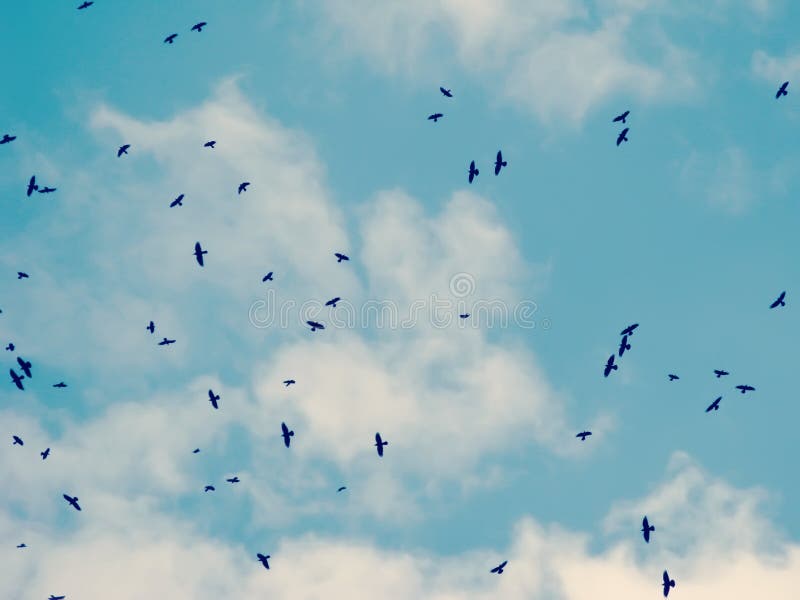 Stormo di corvi immagine stock. Immagine di schizzo, nubi - 33338737