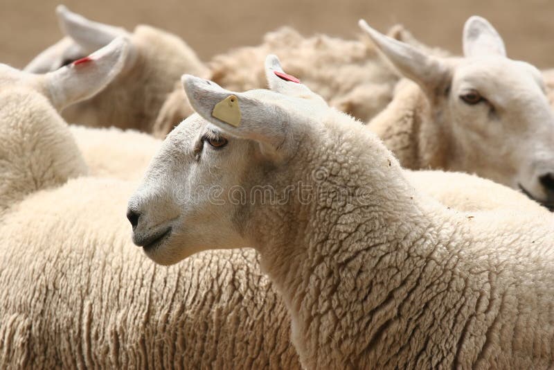 Moltitudine di pecore fotografia stock. Immagine di agricoltura - 3173470
